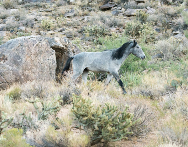 Cerbat Mustangs / Kingman Arizona - jantrabuephotography.com