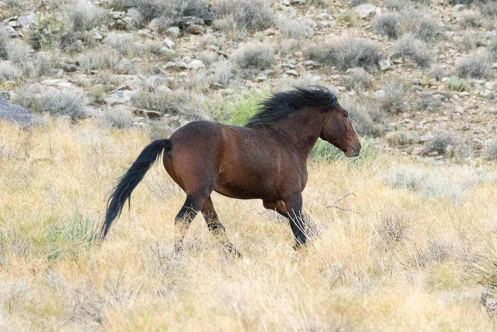 Cerbat Mustangs / Kingman Arizona – jantrabuephotography.com