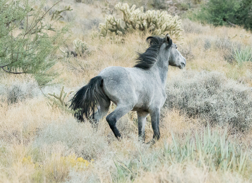 Cerbat Mustangs / Kingman Arizona – jantrabuephotography.com