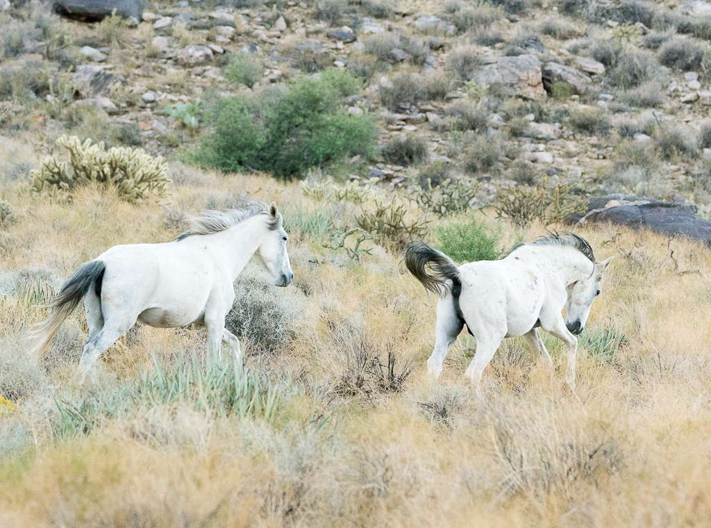 Cerbat Mustangs / Kingman Arizona – jantrabuephotography.com