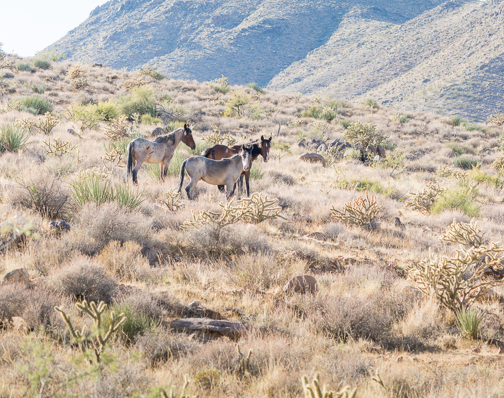Cerbat Mustangs / Kingman Arizona – jantrabuephotography.com