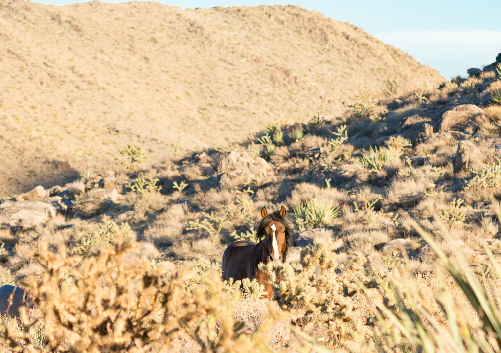 Cerbat Mustangs / Kingman Arizona – jantrabuephotography.com