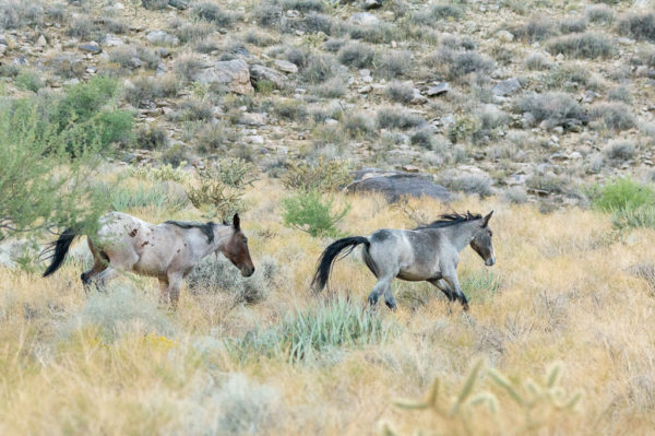 Cerbat Mustangs / Kingman Arizona - jantrabuephotography.com