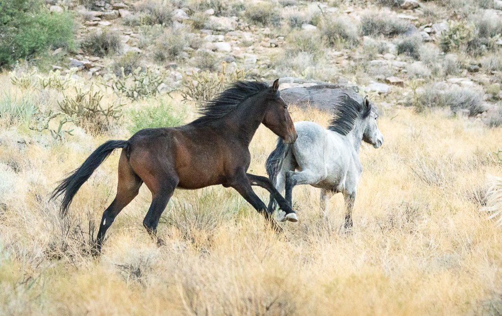 Cerbat Mustangs / Kingman Arizona – jantrabuephotography.com