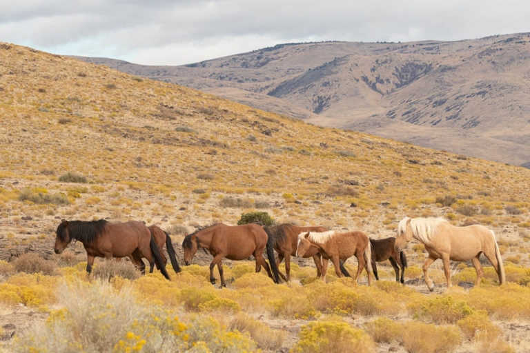 The Magic of Wild / Wild Horses of Nevada – jantrabuephotography.com