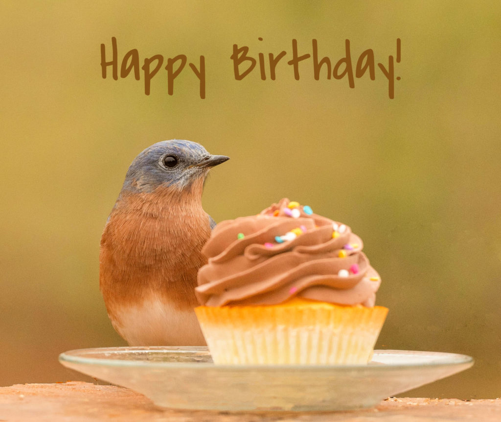 Happy Birthday / Bluebird – jantrabuephotography.com